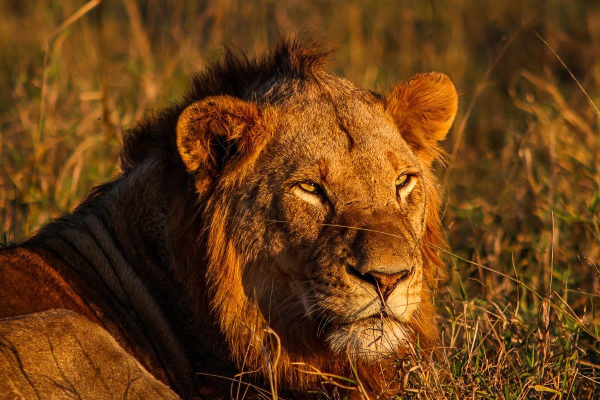 A Week in the Bush Vol. 463 |Sabi Sabi