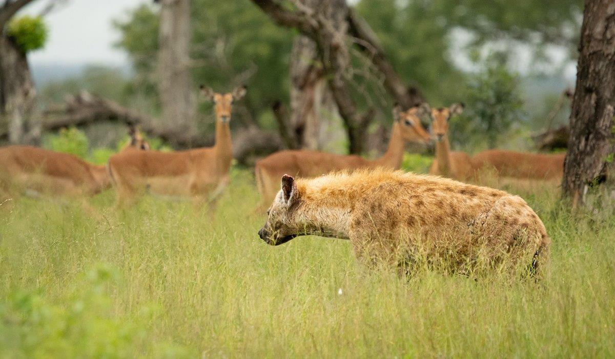 A Week in the Bush Vol. 457 | Sabi Sabi