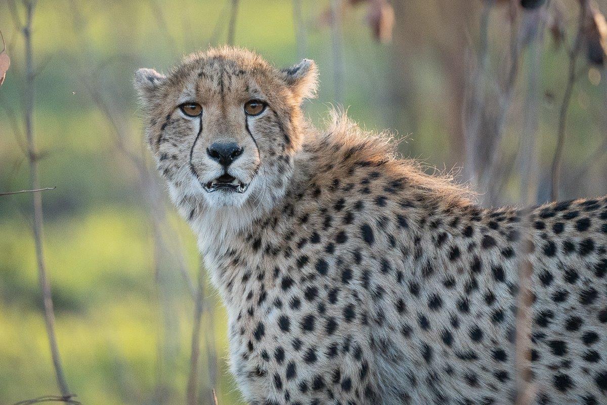 A Week in the Bush Vol. 469 | Sabi Sabi