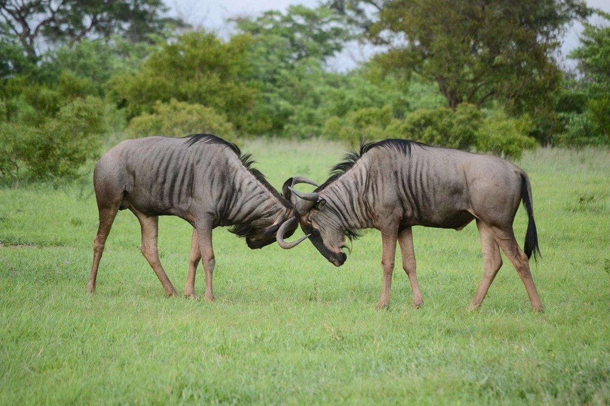 More than the Big 5 | Sabi Sabi