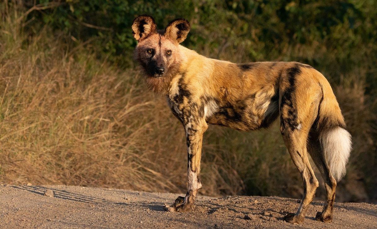 A Week in the Bush Vol. 458 | Sabi Sabi