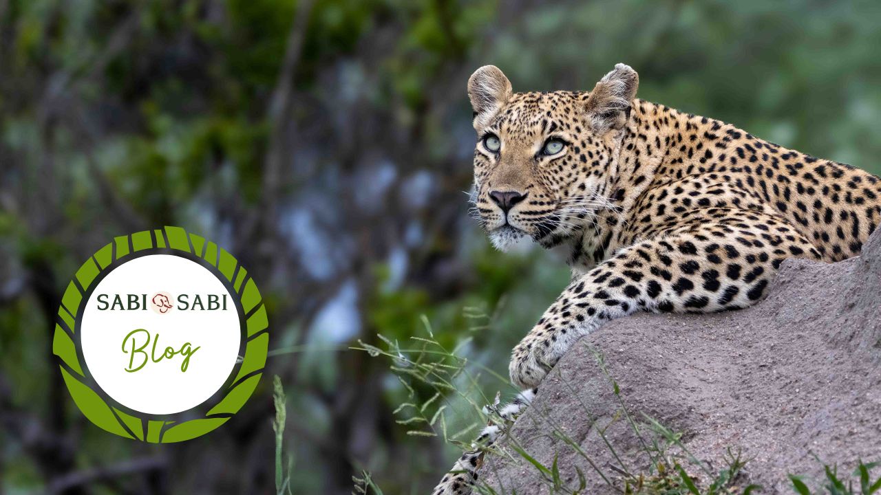 A Photographic Safari I Sabi Sabi