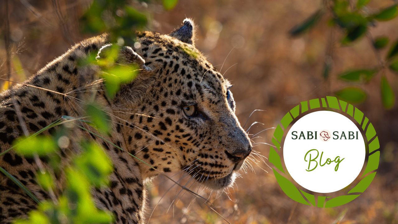 The Resilient Female Leopard: A Survivor's Tale | Sabi Sabi