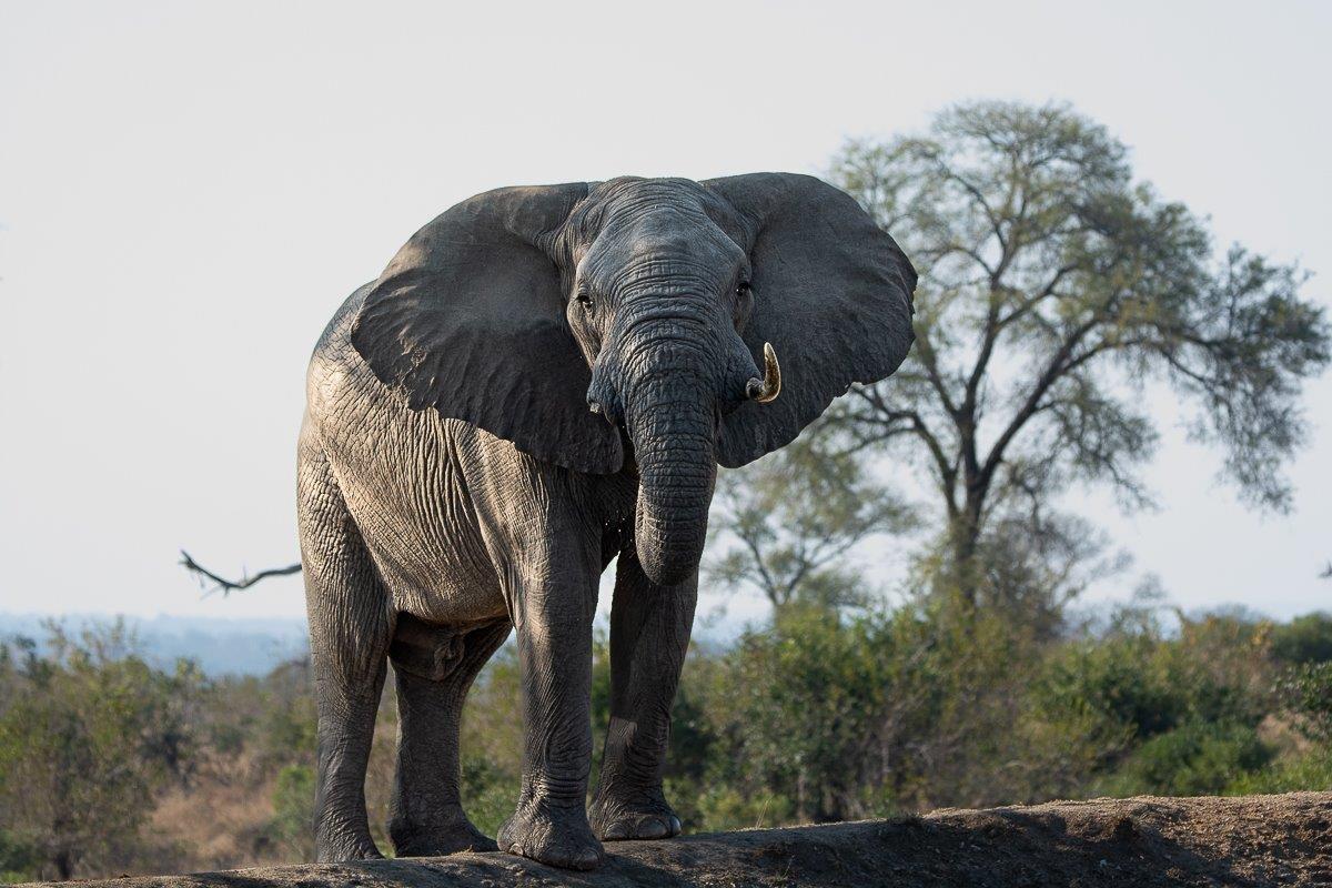 A Week in the Bush Vol. 508 | Sabi Sabi
