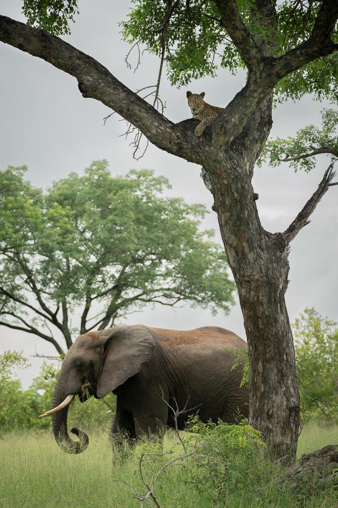 A Week in the Bush Vol. 488 | Sabi Sabi