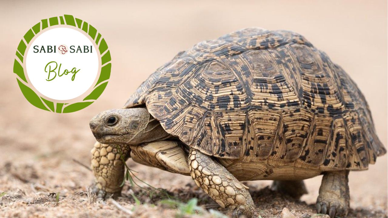 The Three Leopards | Sabi Sabi