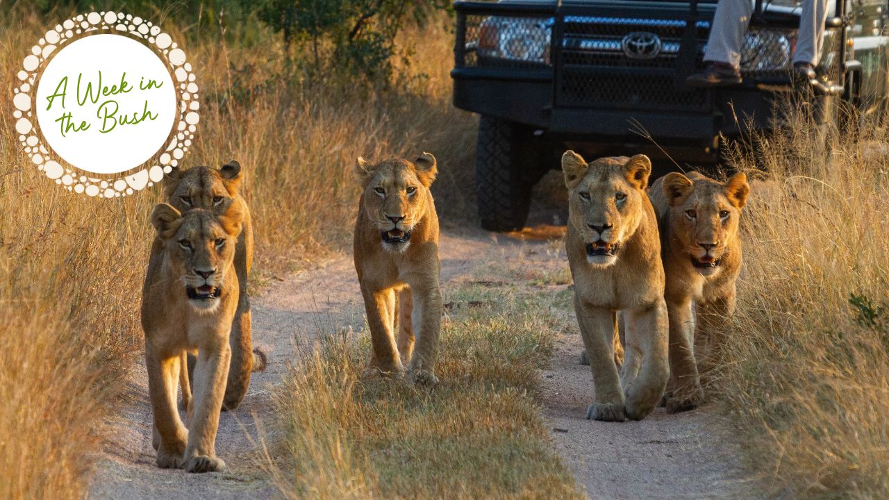 A Week in the Bush Vol. 458 | Sabi Sabi