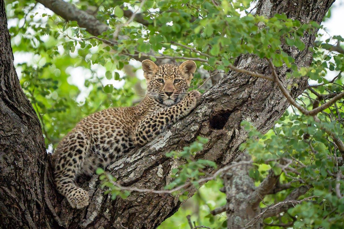 A Week in the Bush Vol. 479 | Sabi Sabi