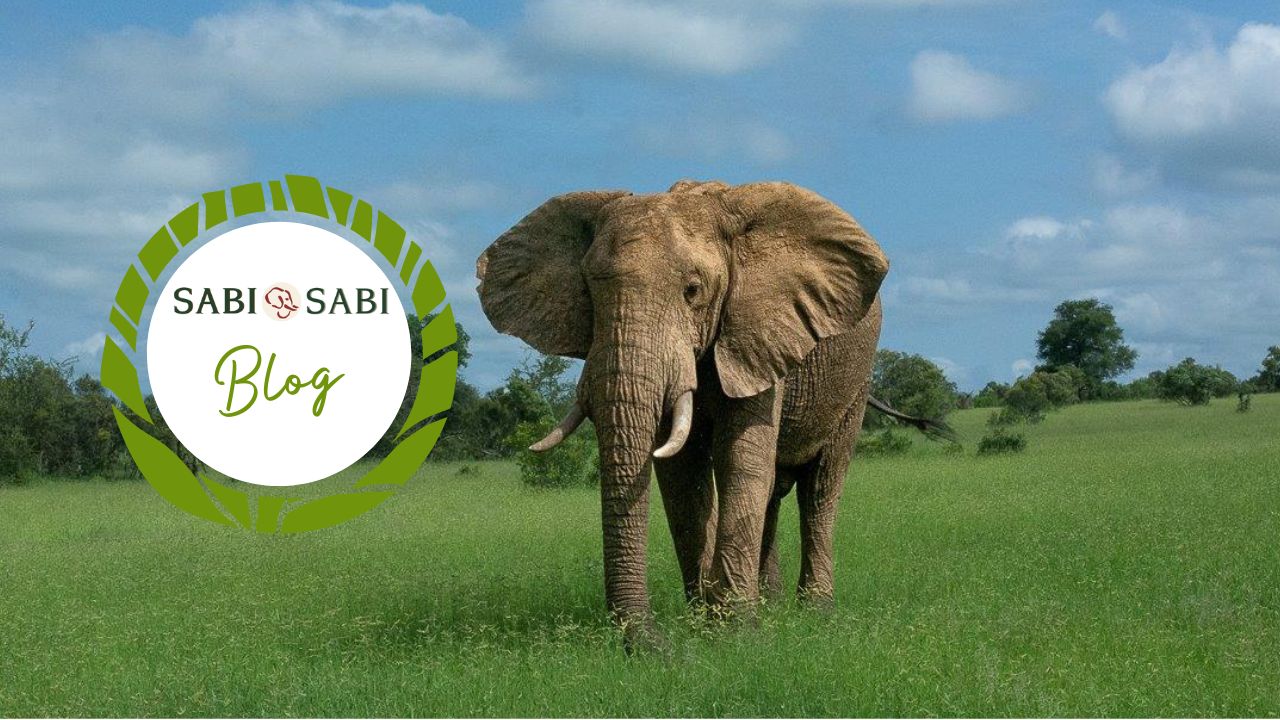 Summer is Upon Us | Sabi Sabi