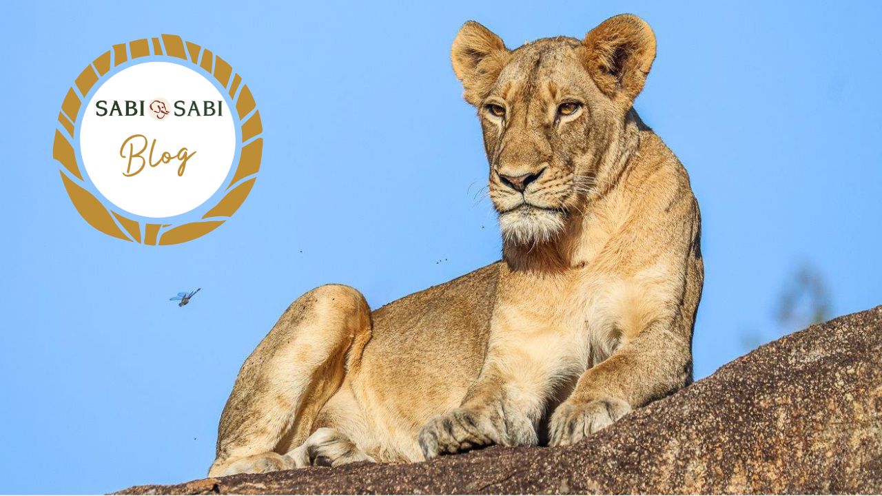 Best safari experience| Sabi Sabi