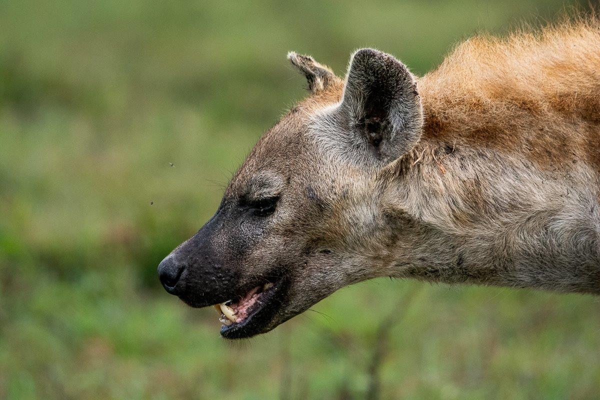 A Week in the Bush Vol. 502 I Sabi Sabi