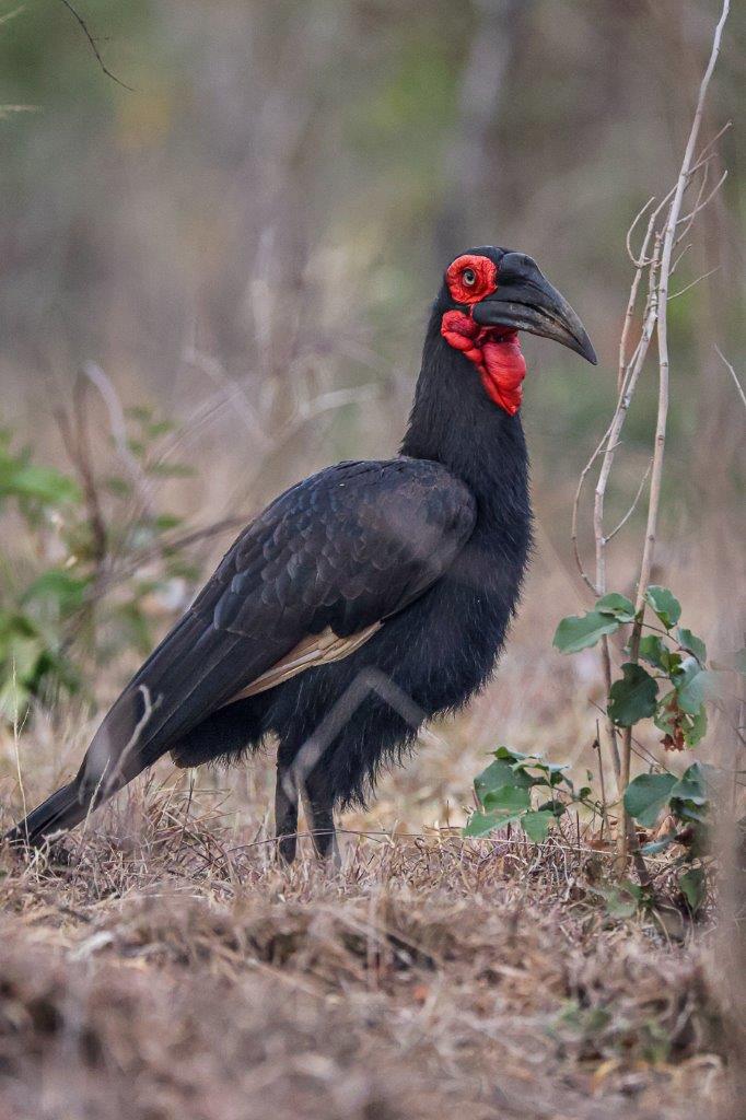 A Week in the Bush Vol. 506 | Sabi Sabi