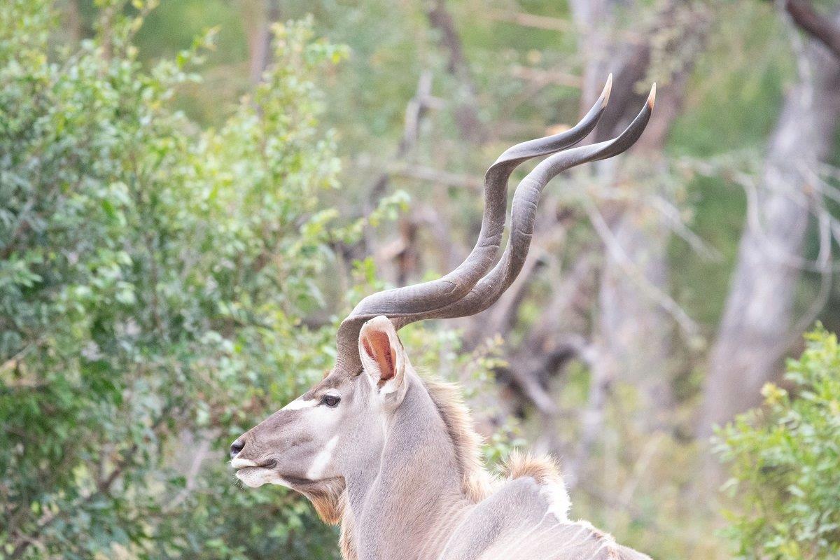 More than the Big 5 | Sabi Sabi