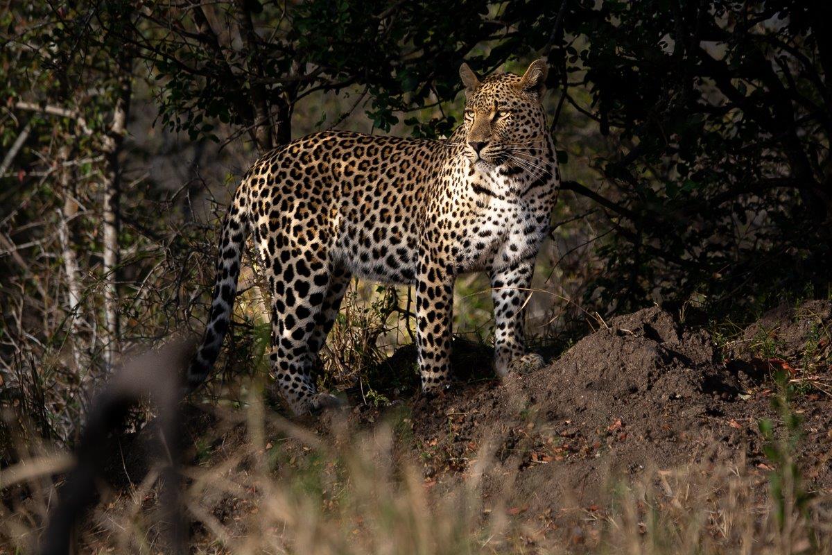 A Week in the Bush Vol. 508 | Sabi Sabi
