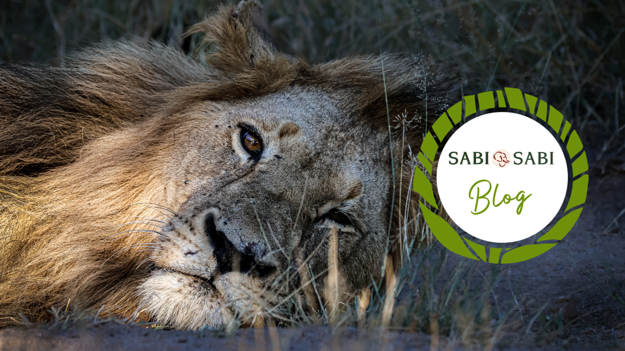 Wildlife Photographic Safari | Sabi Sabi