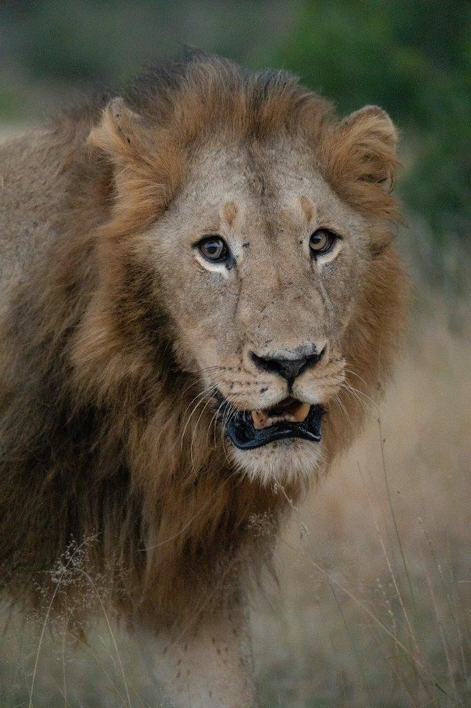 A Week in the Bush Vol. 458 | Sabi Sabi