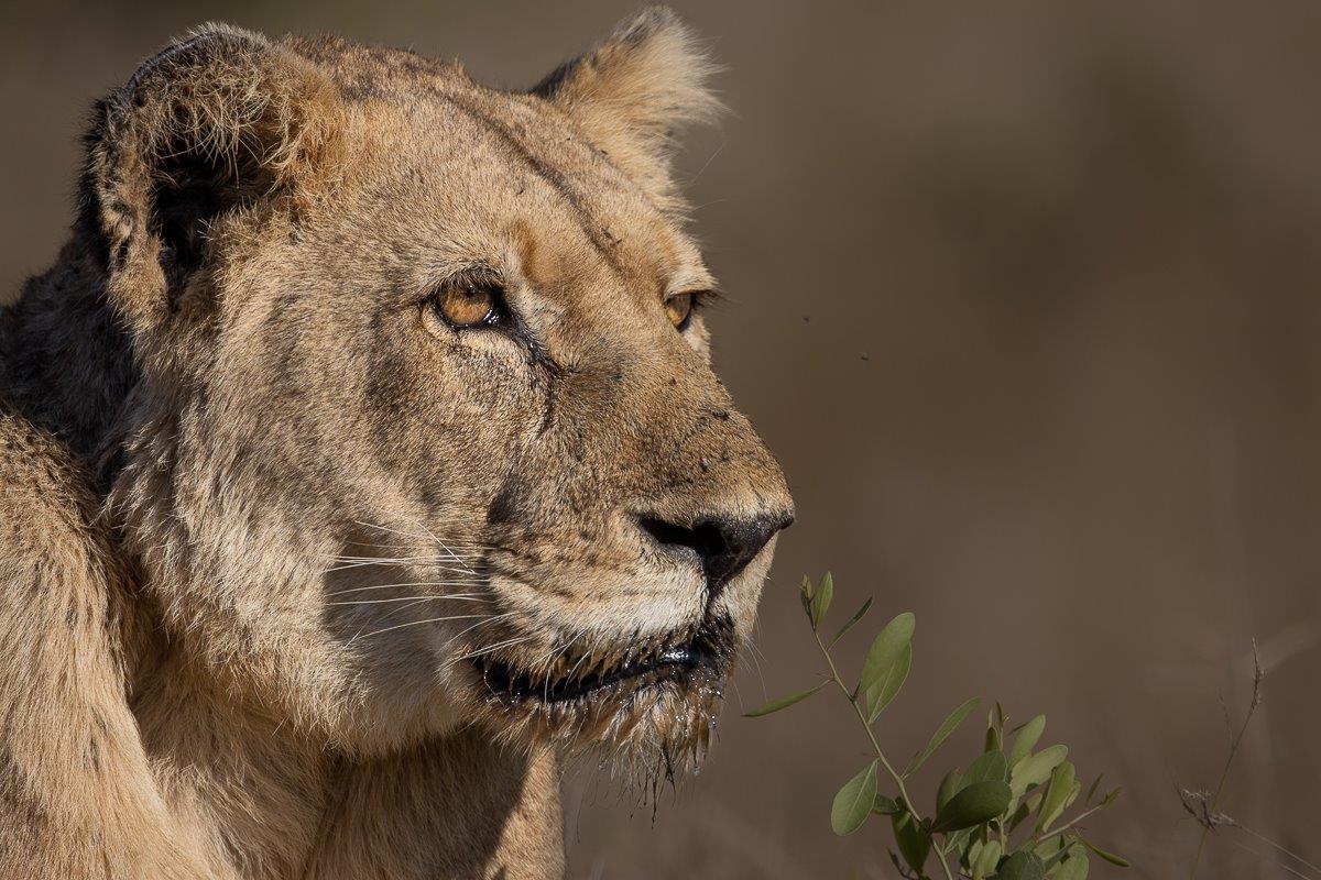 A Week in the Bush Vol. 465 | Sabi Sabi