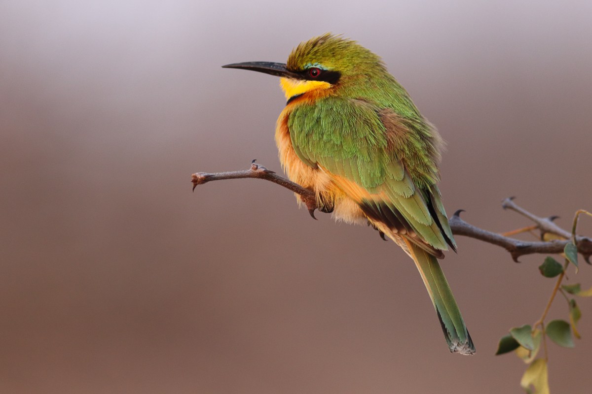 Top Six Twitch Ticks | Sabi Sabi