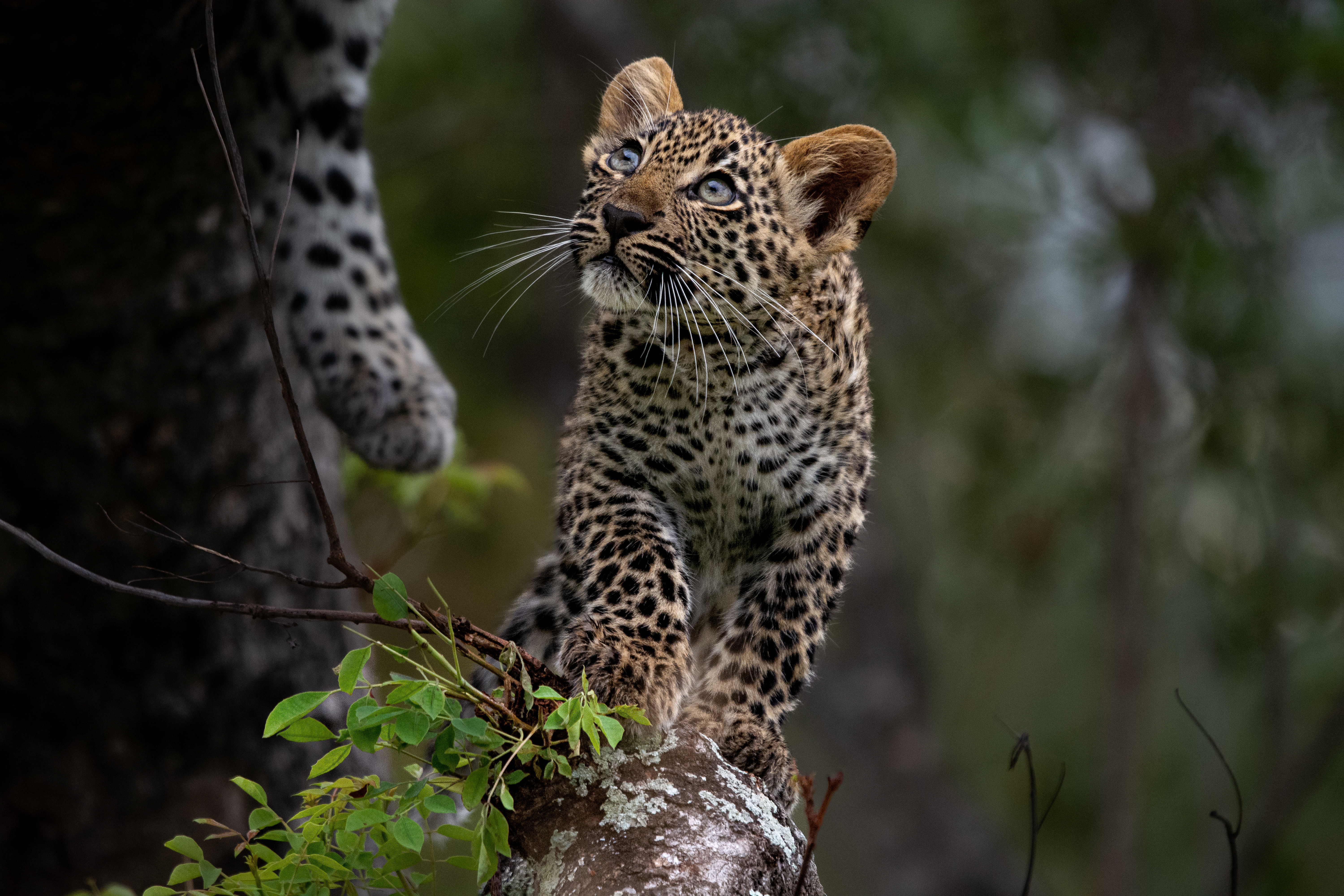 Introducing the Sabi Sabi Collection