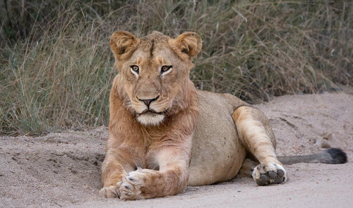 A Week in the Bush Vol. 458 | Sabi Sabi