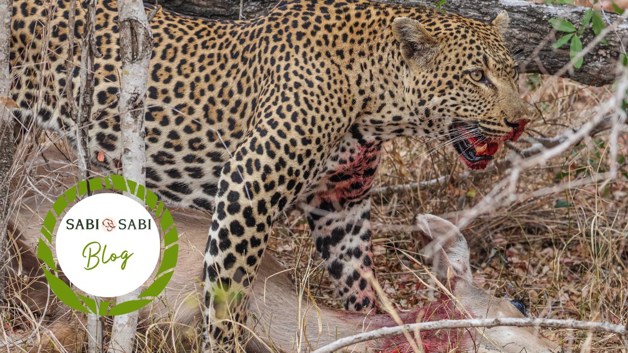 The Khulwana male – Master of the Unexpected I Sabi Sabi