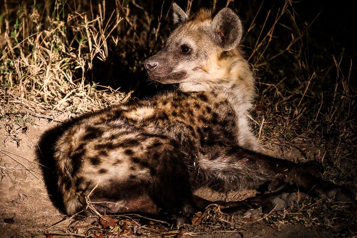A Week in the Bush Vol. 472 | Sabi Sabi