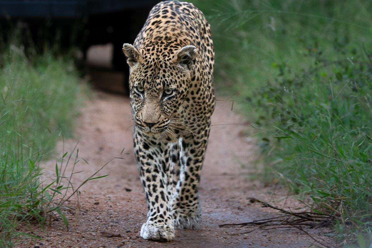 A Week in the Bush Vol. 489 | Sabi Sabi