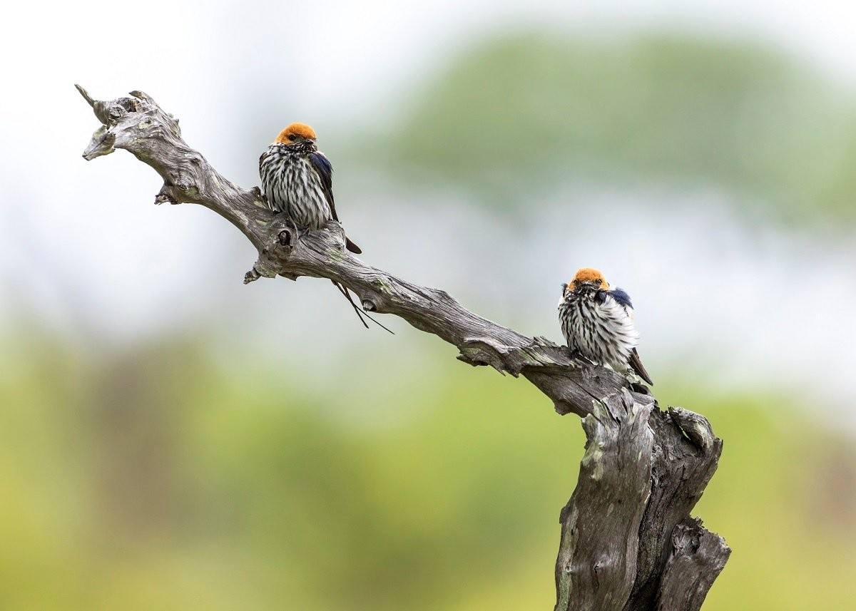 A Week in the Bush Vol. 572 I Sabi Sabi
