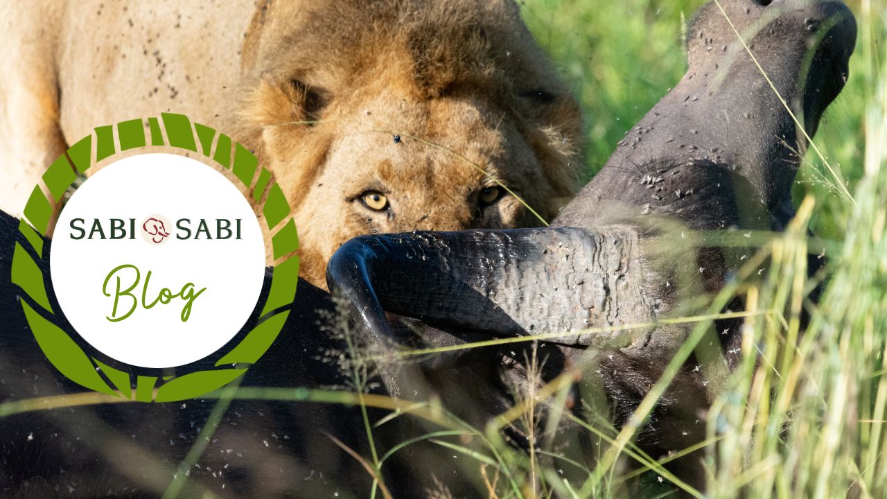 Following the Kambula Breakaway Pride | Sabi Sabi