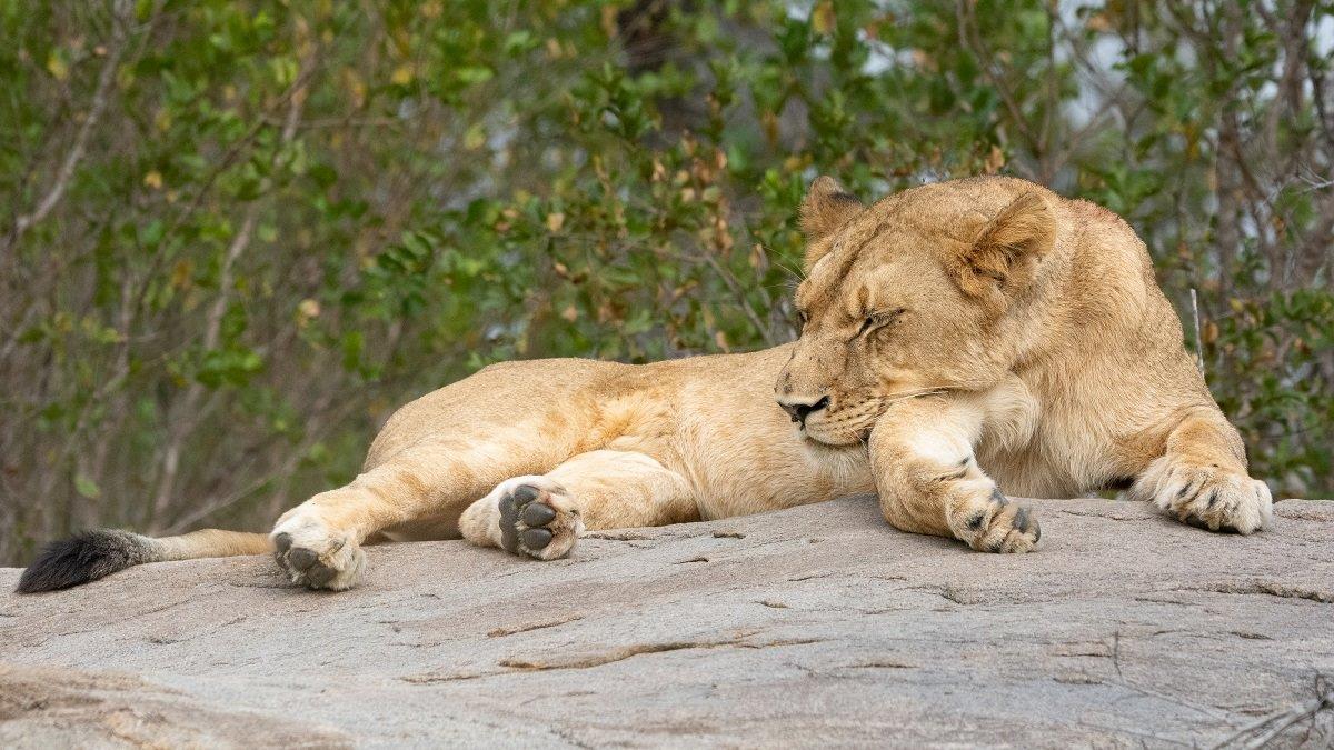 A Week in the Bush Vol. 457 | Sabi Sabi