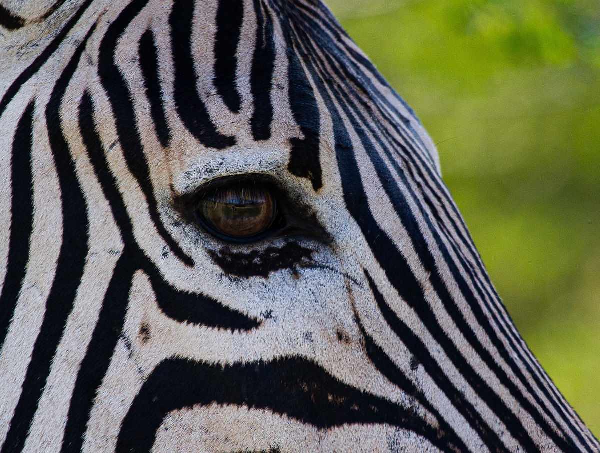 Different pupil shapes in animals | Sabi Sabi