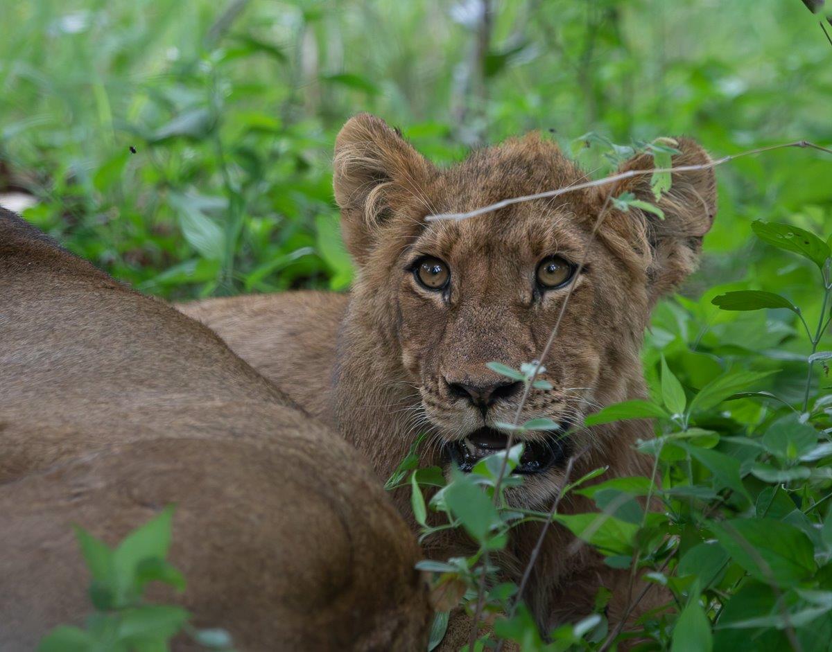 A Week in the Bush Vol. 481 | Sabi Sabi