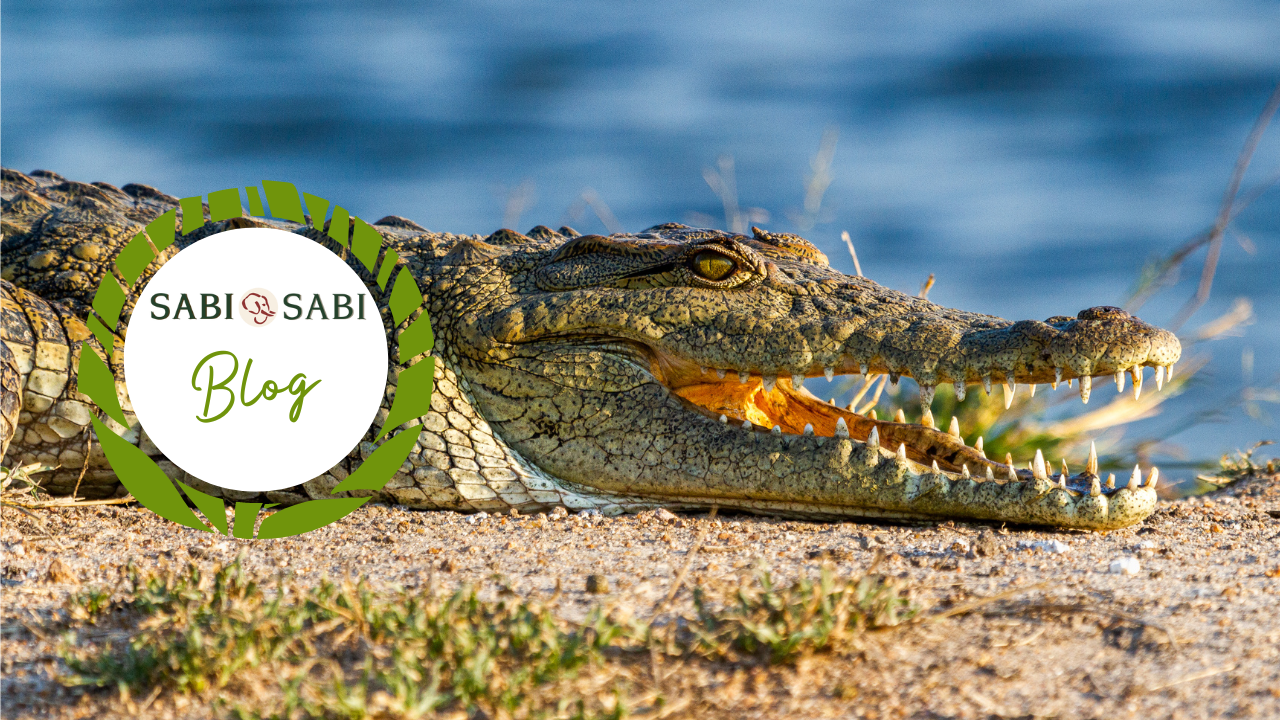 How Do Animal Keep Warm? | Sabi Sabi