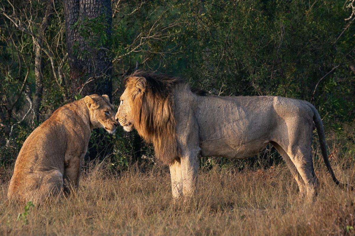 A Week in the Bush Vol. 503 | Sabi Sabi