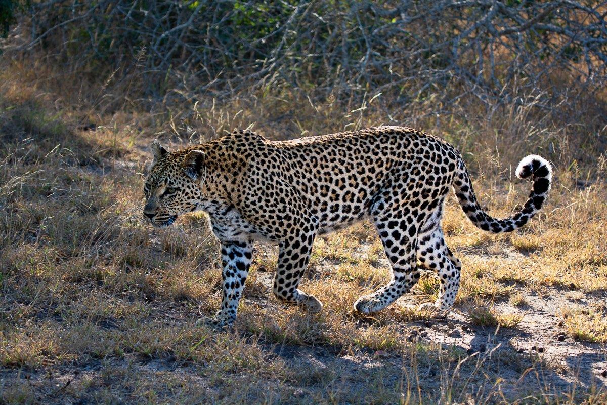 A Week in the Bush Vol. 508 | Sabi Sabi