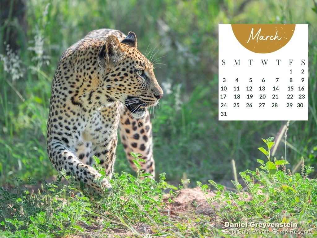 African Wildlife Photography | Safari Desktop Calendar | Sabi Sabi