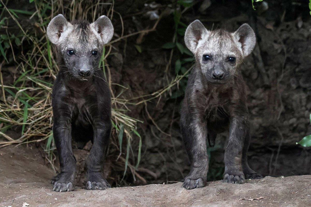 A Week in the Bush Vol. 480 | Sabi Sabi