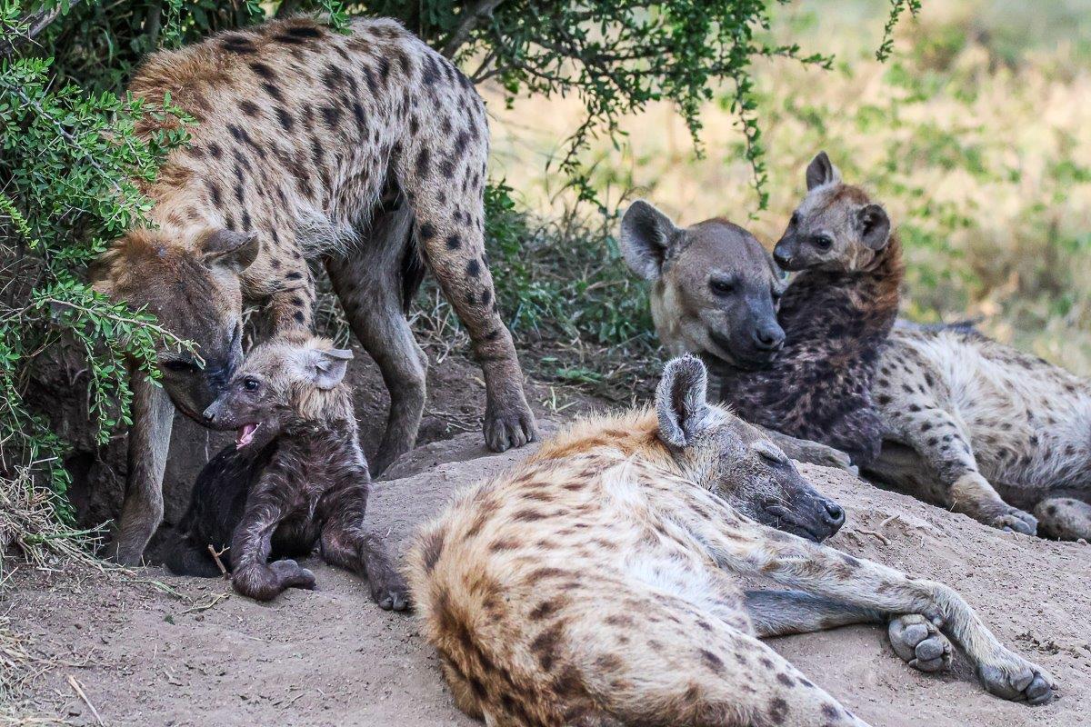 A Week in the Bush Vol. 486 | Sabi Sabi
