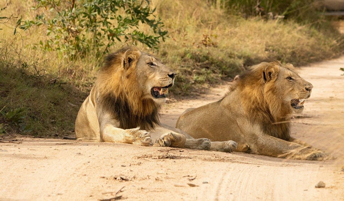 A Week in the Bush Vol. 460 | Sabi Sabi