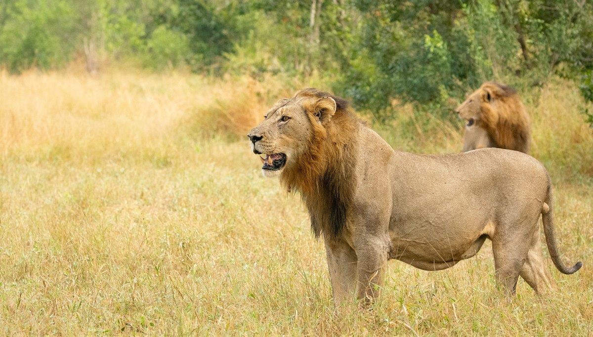 A Week in the Bush Vol. 460 | Sabi Sabi