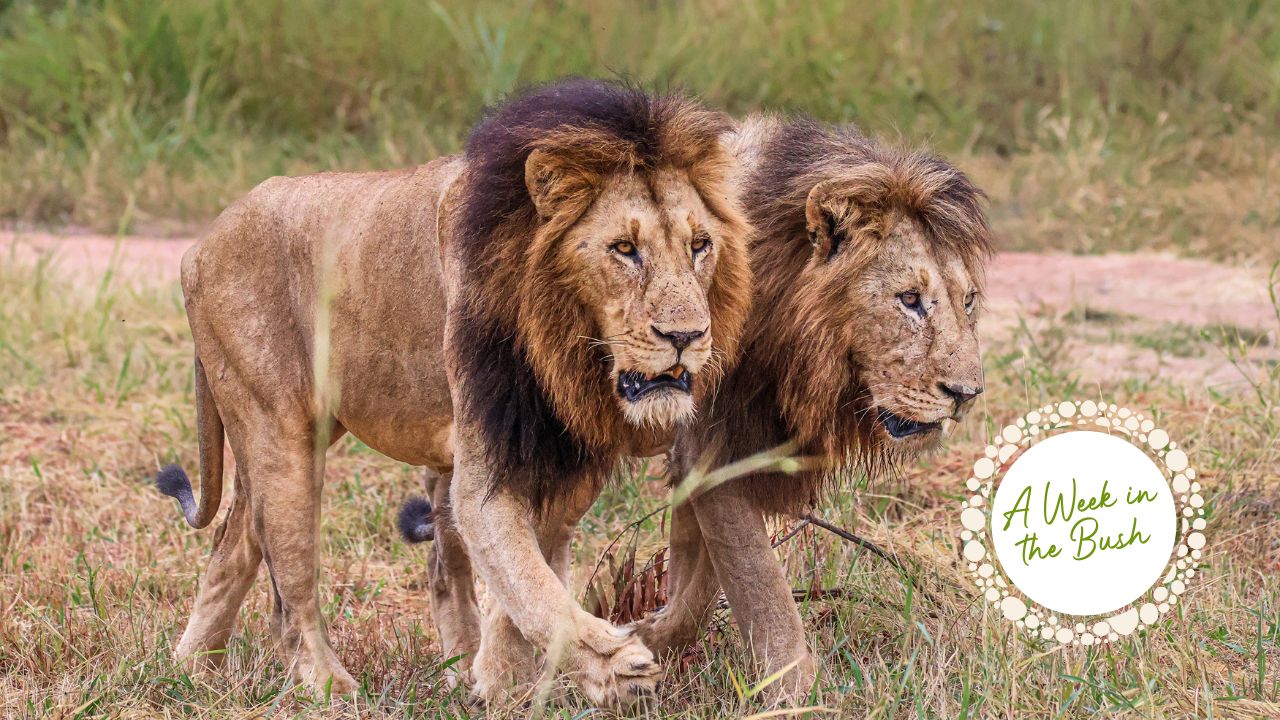 A Week in the Bush Vol. 494 | Sabi Sabi
