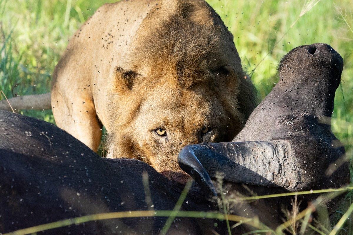 Following the Kambula Breakaway Pride | Sabi Sabi