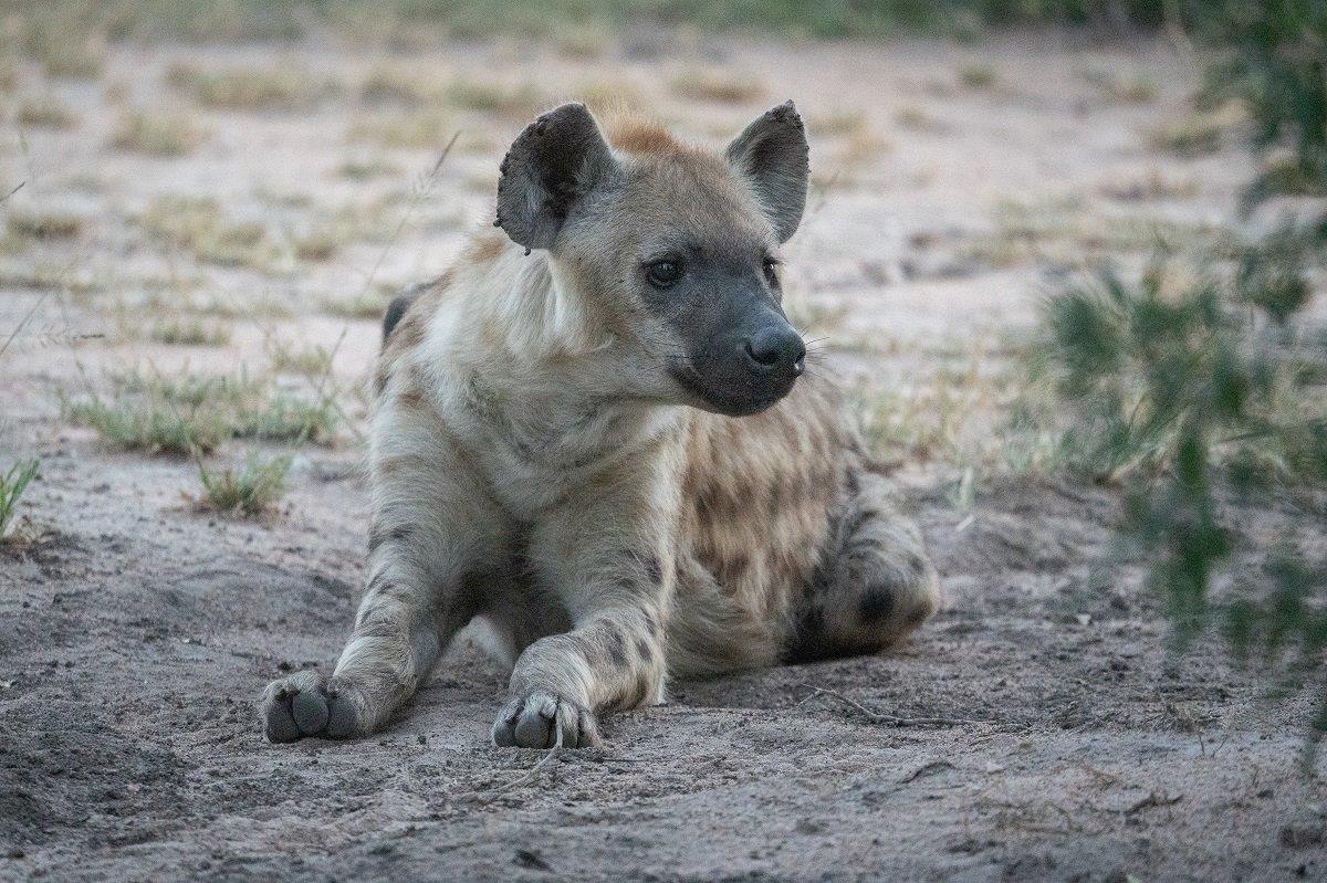 A Week in the Bush Vol. 457 | Sabi Sabi