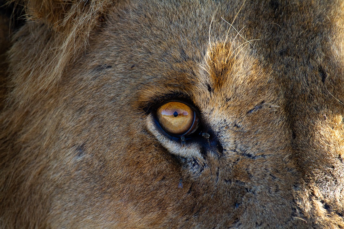 Different pupil shapes in animals | Sabi Sabi