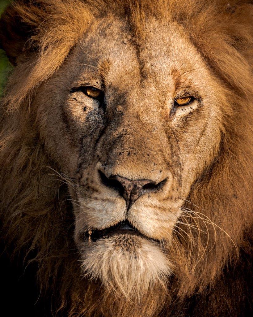 A Week in the Bush Vol. 488 | Sabi Sabi
