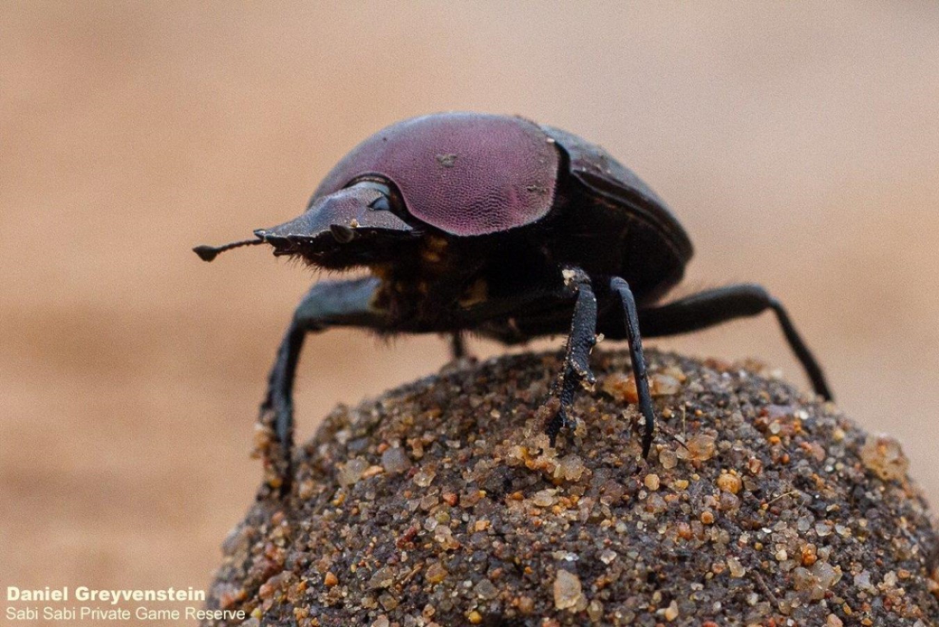 The Sacred Scarab | Sabi Sabi