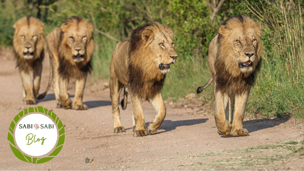 Debunking Safari Myths I Sabi Sabi