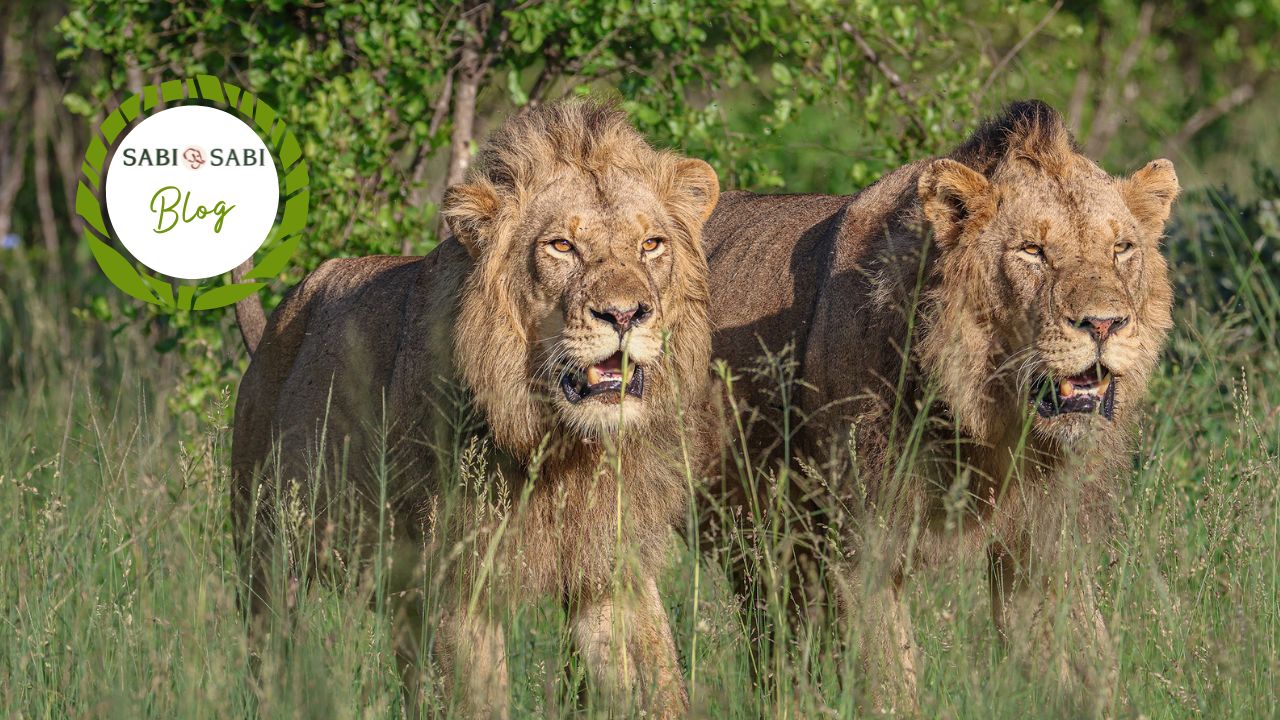 Six-Week Recap: Embracing the Rhythm of the Rains I Sabi Sabi