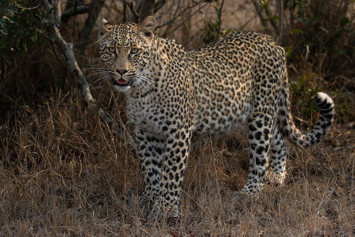 A Week in the Bush Vol. 517 | Sabi Sabi