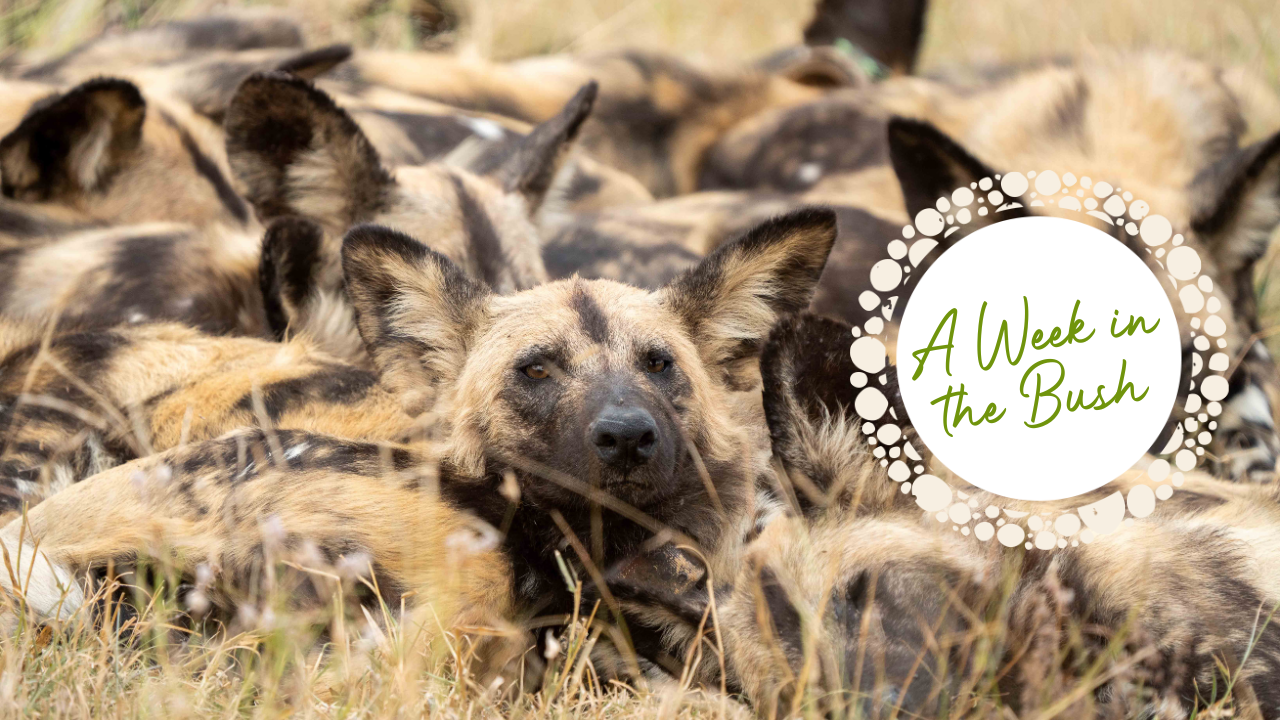 A Week in the Bush Vol. 456 | Sabi Sabi